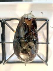 No Egg Filipino Tortang Talong (Eggplant Omelet) - Make Pure Thy Heart